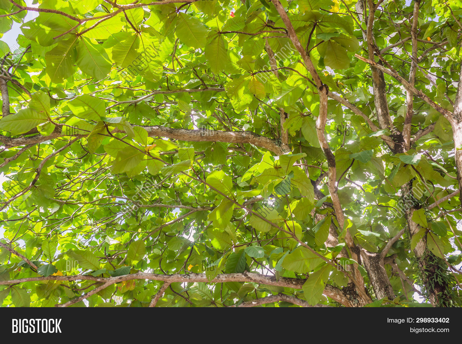 Fully Terminalia Image & Photo (Free Trial) | Bigstock