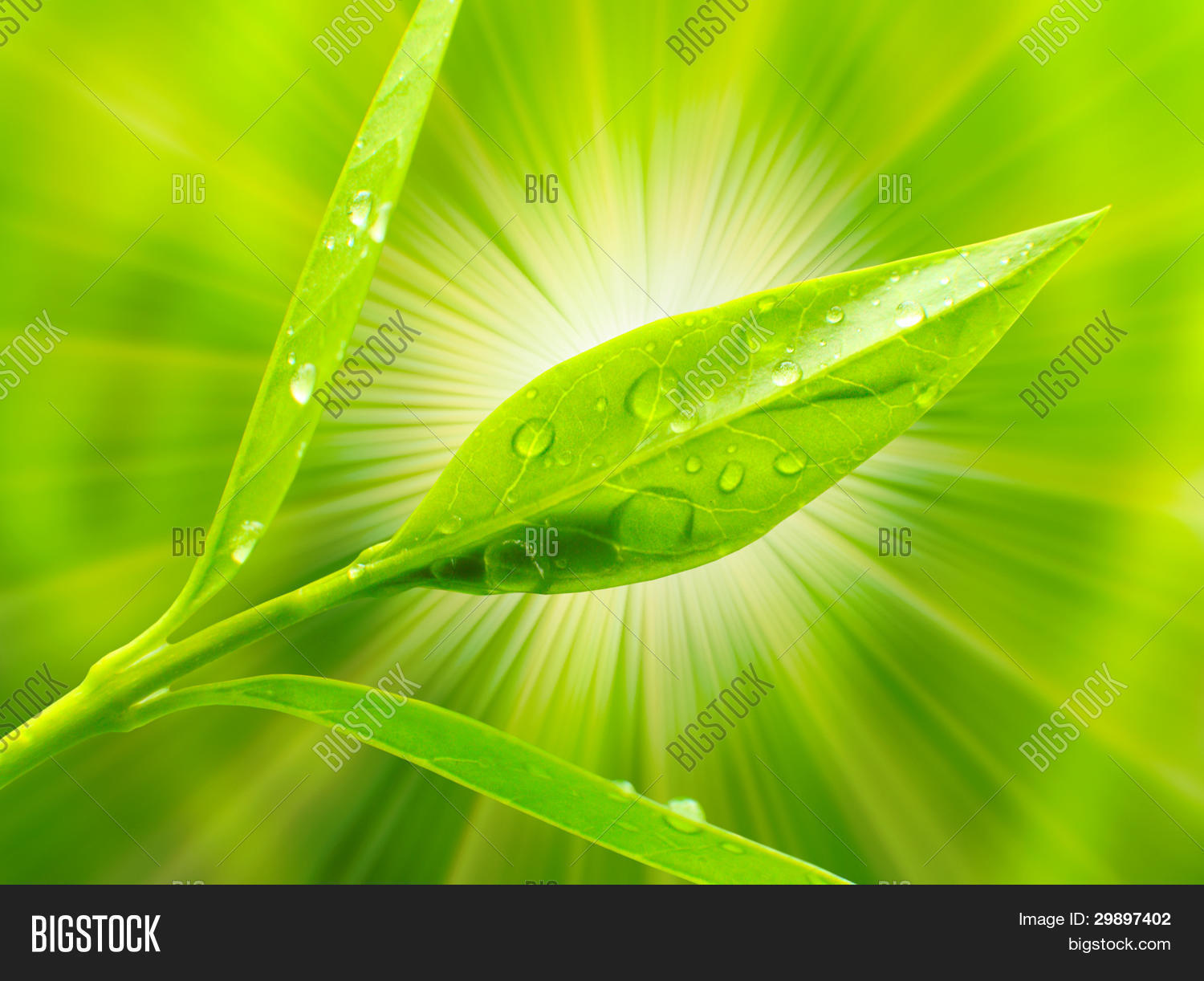 Tea Tree afbeelding en foto (gratis proefversie) | Bigstock