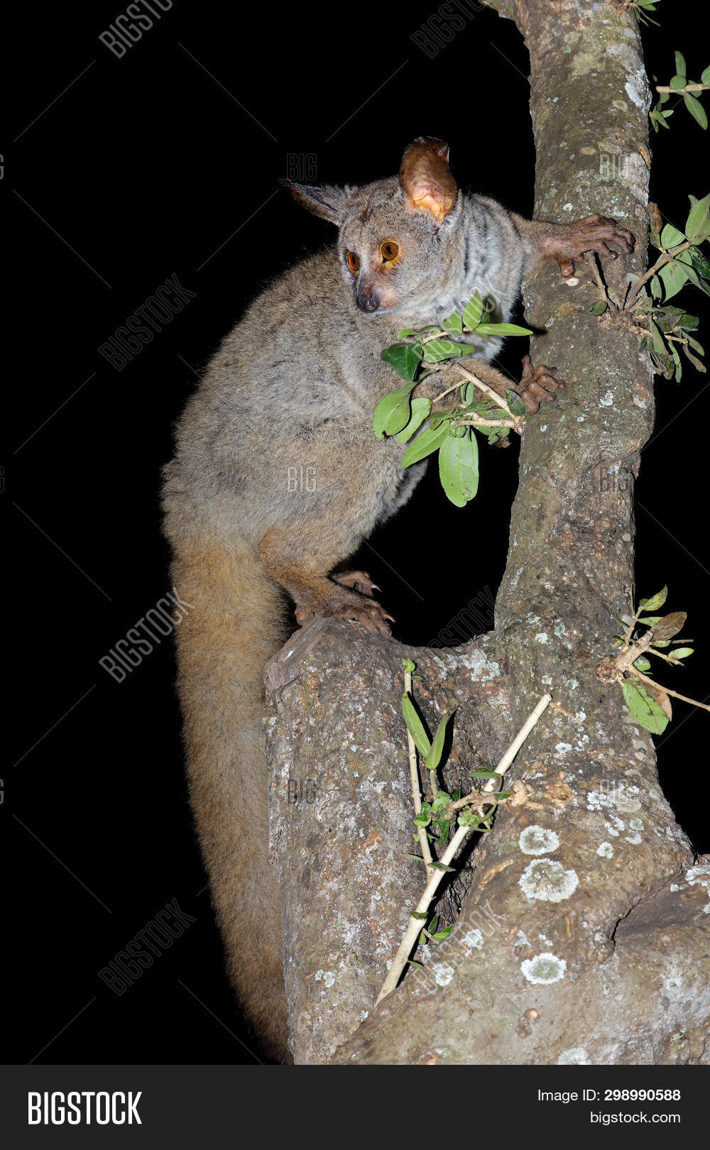 Greater Bush Baby