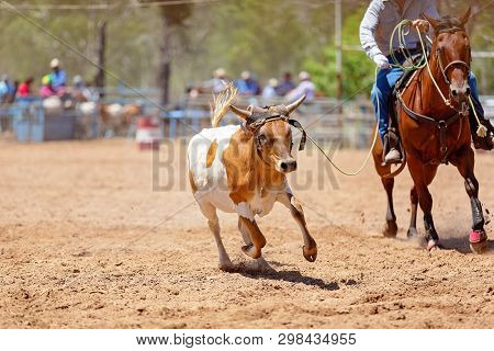 Animal Being Lassoed Image & Photo (Free Trial) | Bigstock