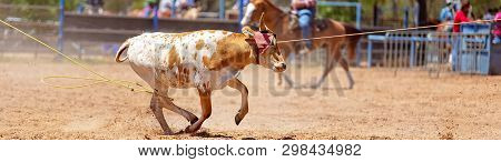 Animal Being Lassoed Image & Photo (Free Trial) | Bigstock