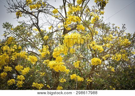 Yellow Flowers Tree Image & Photo (Free Trial) | Bigstock