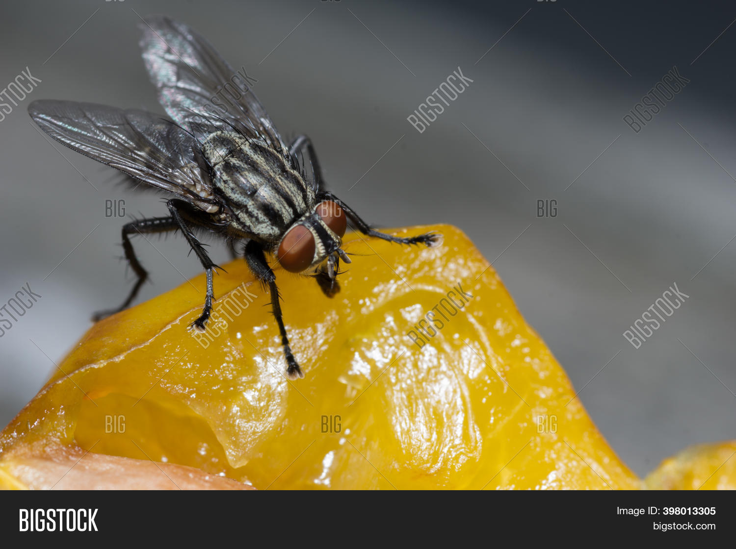 Housefly Close Macro Image & Photo (Free Trial) | Bigstock