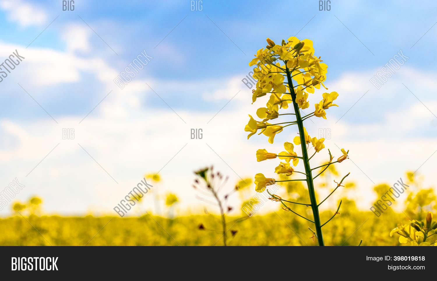 Yellow Rapeseed Image & Photo (Free Trial) | Bigstock