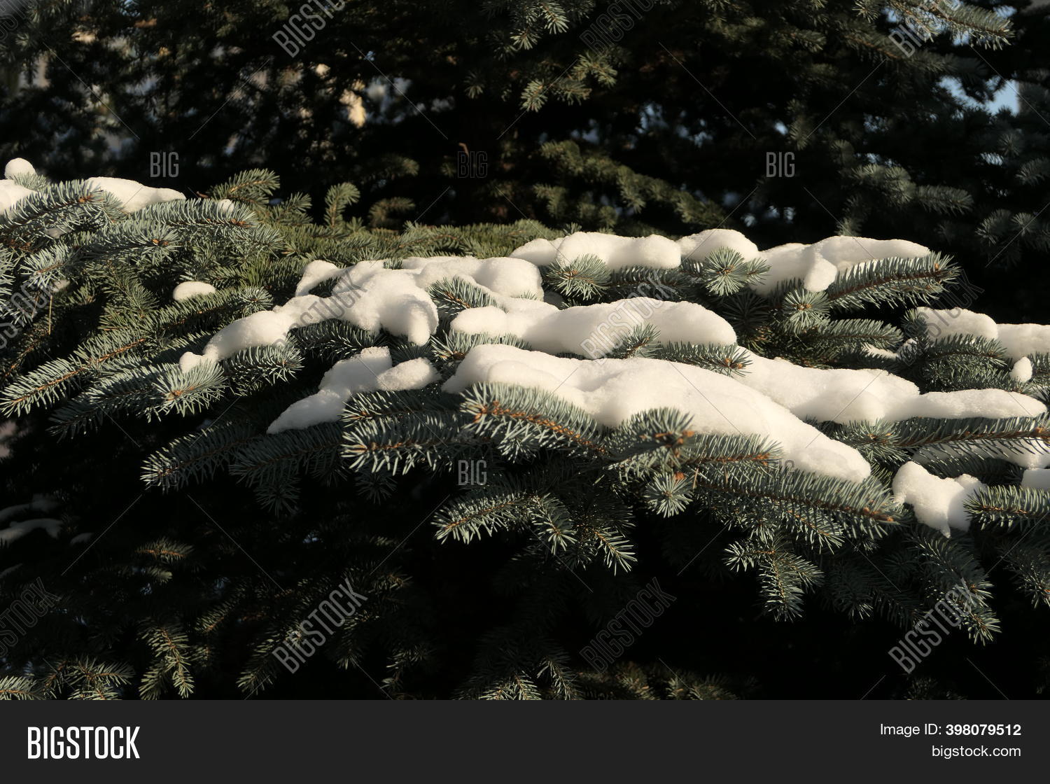 Sunlit White Patches Image & Photo (Free Trial) | Bigstock