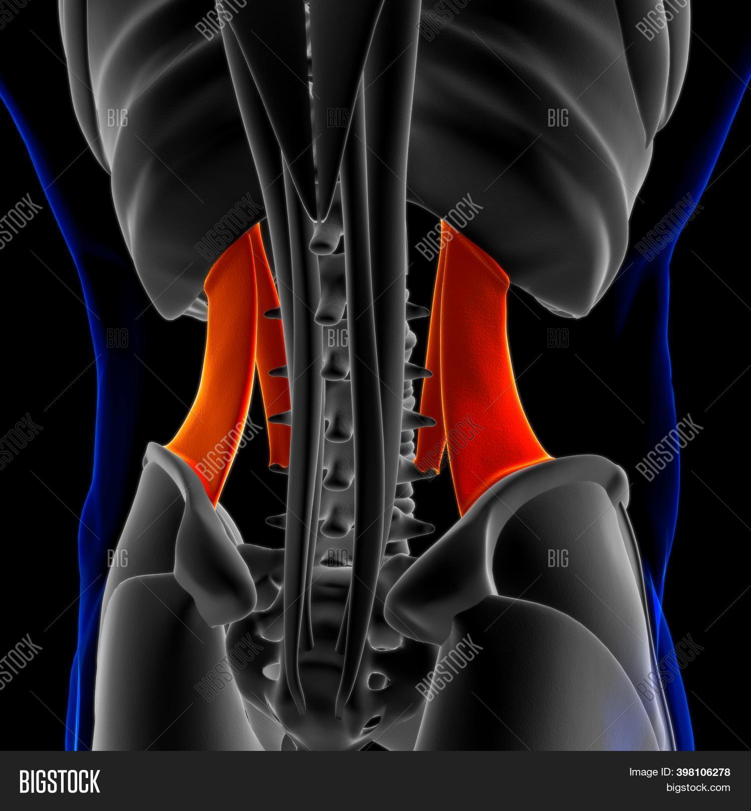 Quadratus Lumborum Muscle Musculus Quadratus Lumborum