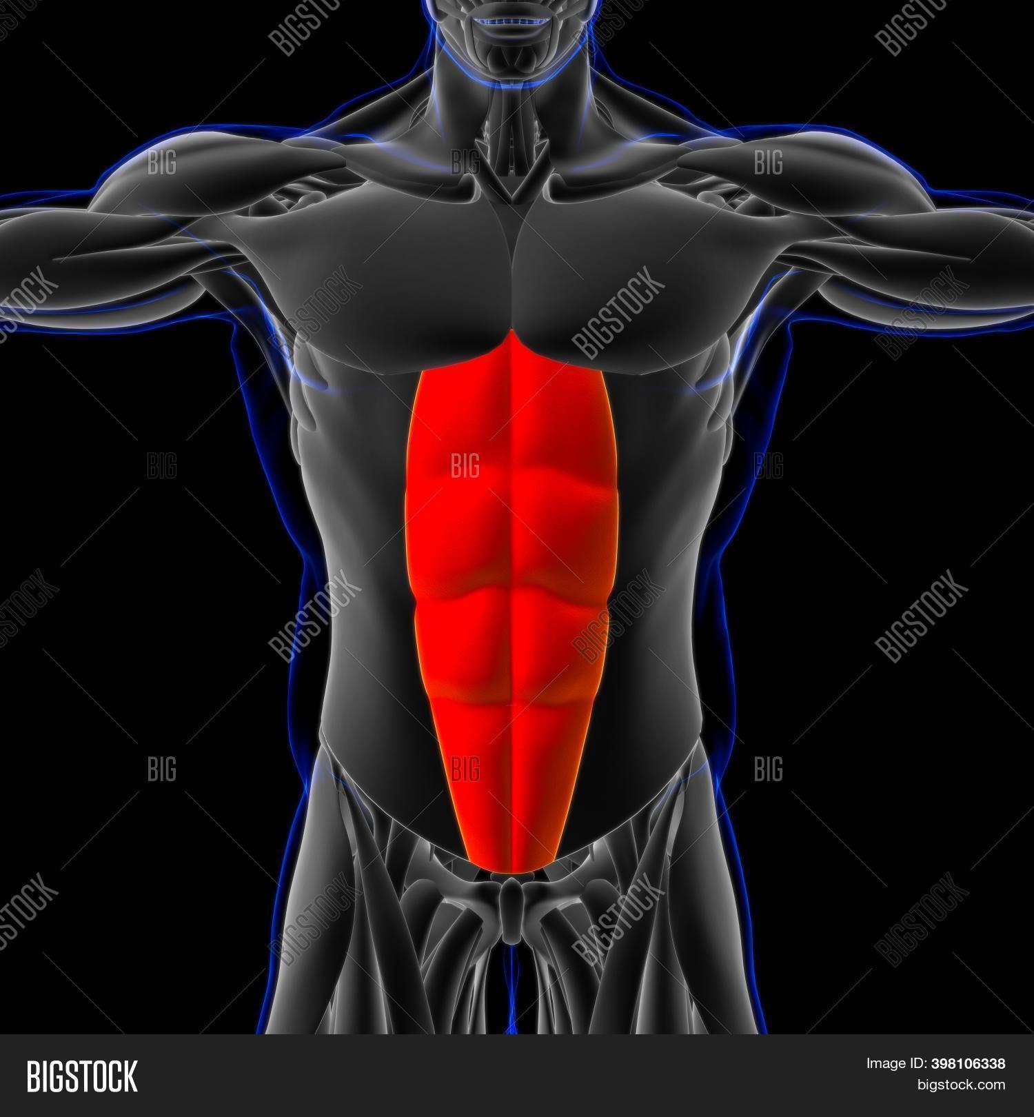 Rectus Abdominis Image & Photo (Free Trial) | Bigstock