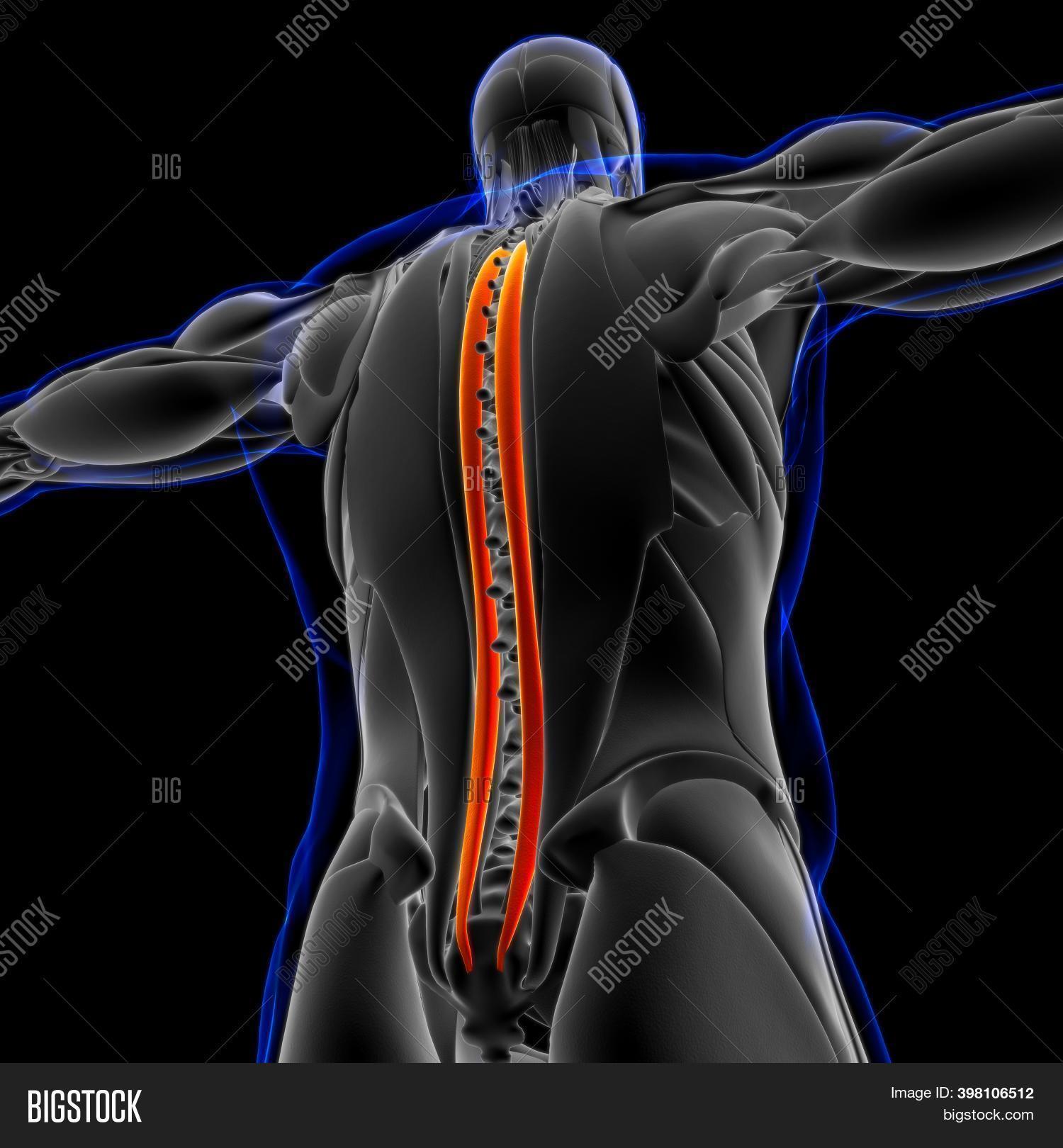 Spinalis Muscle Image & Photo (Free Trial) | Bigstock