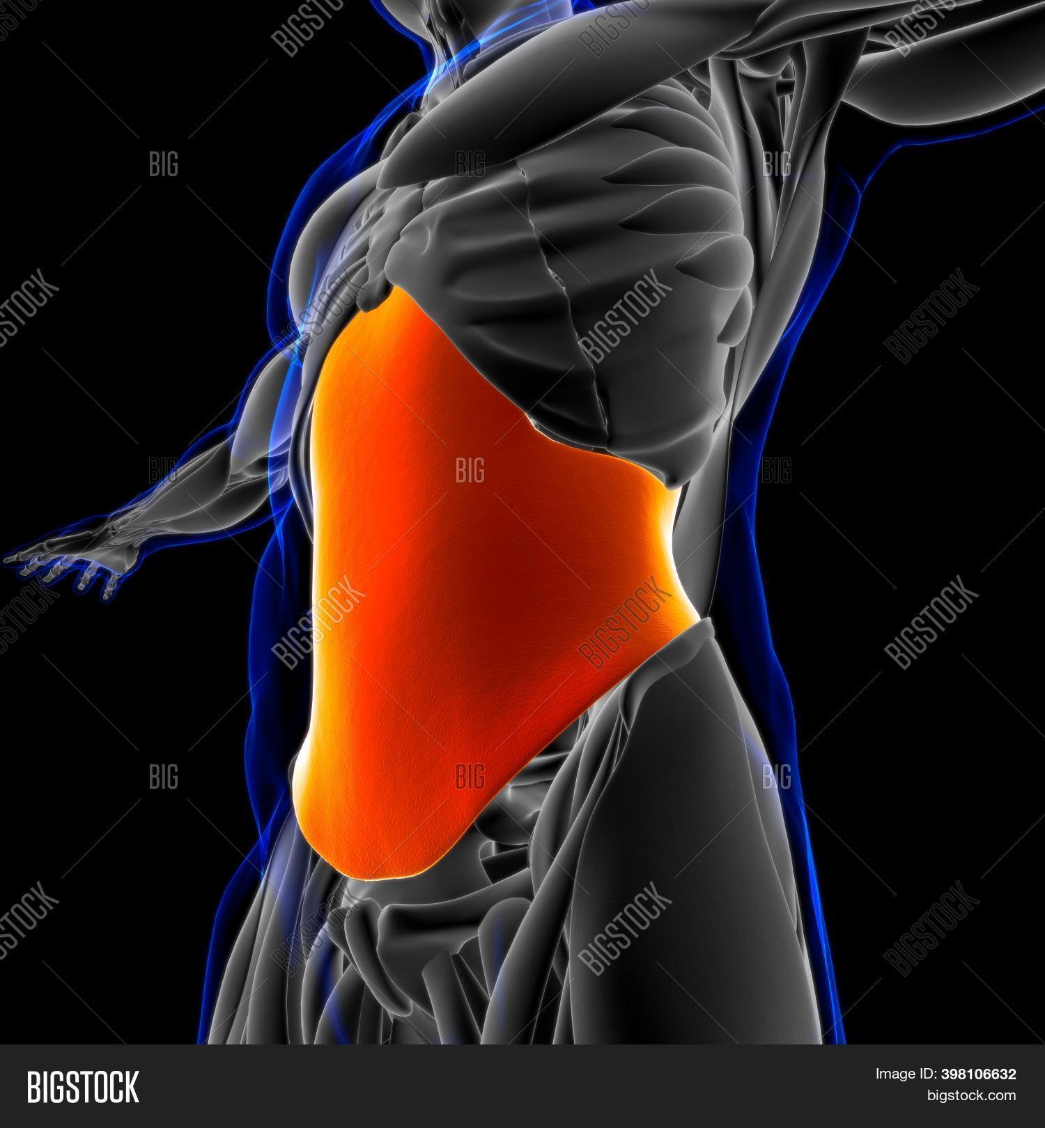 Transversus Abdominis Image & Photo (Free Trial) | Bigstock