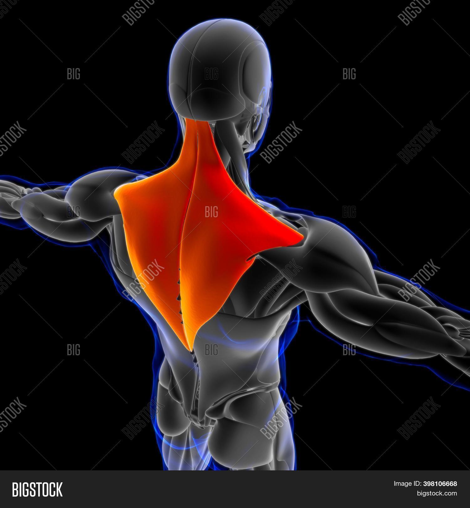 Trapezius Muscle Image & Photo (Free Trial) | Bigstock