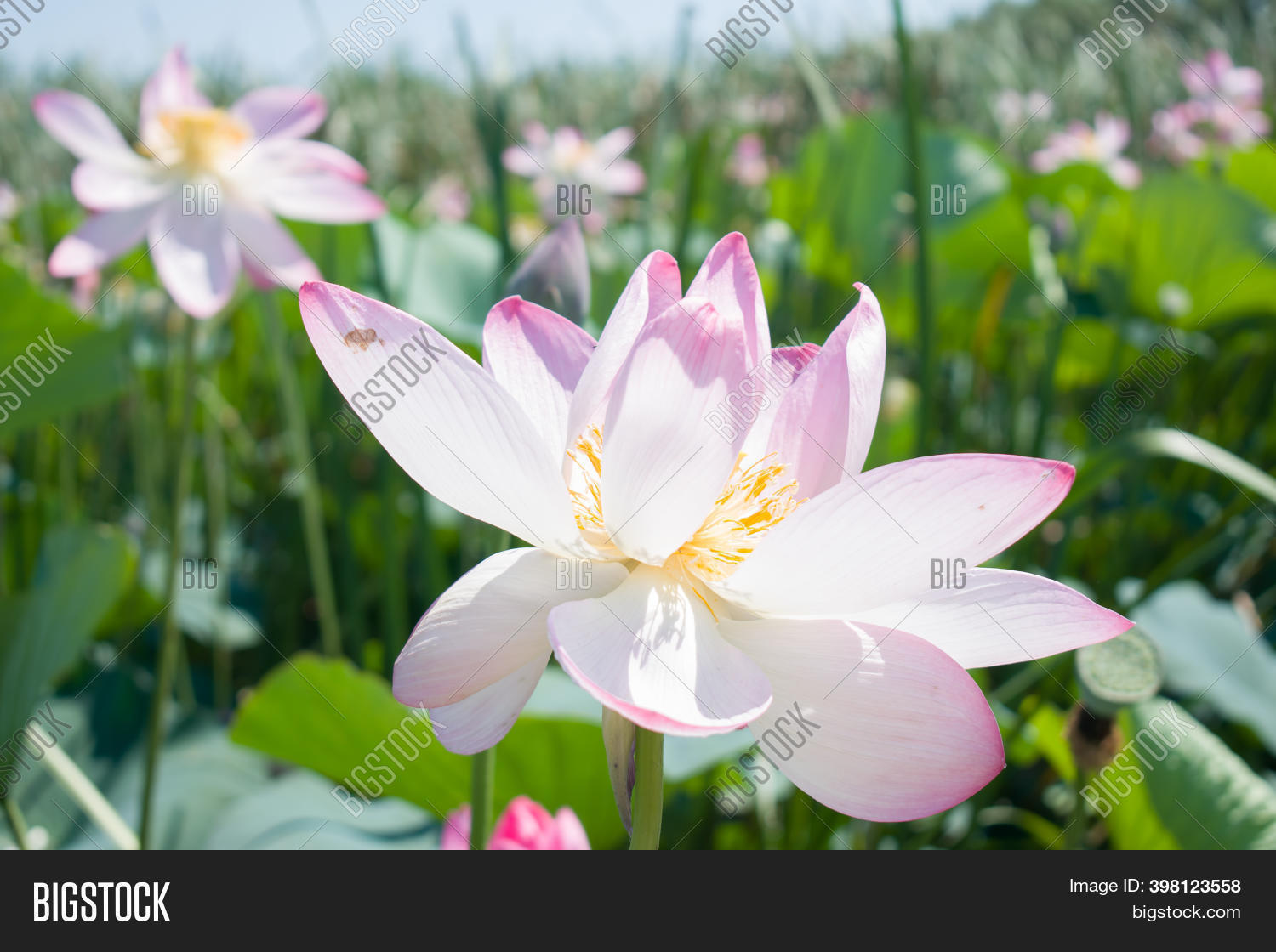 Lotus Flowers Close- Image & Photo (Free Trial) | Bigstock