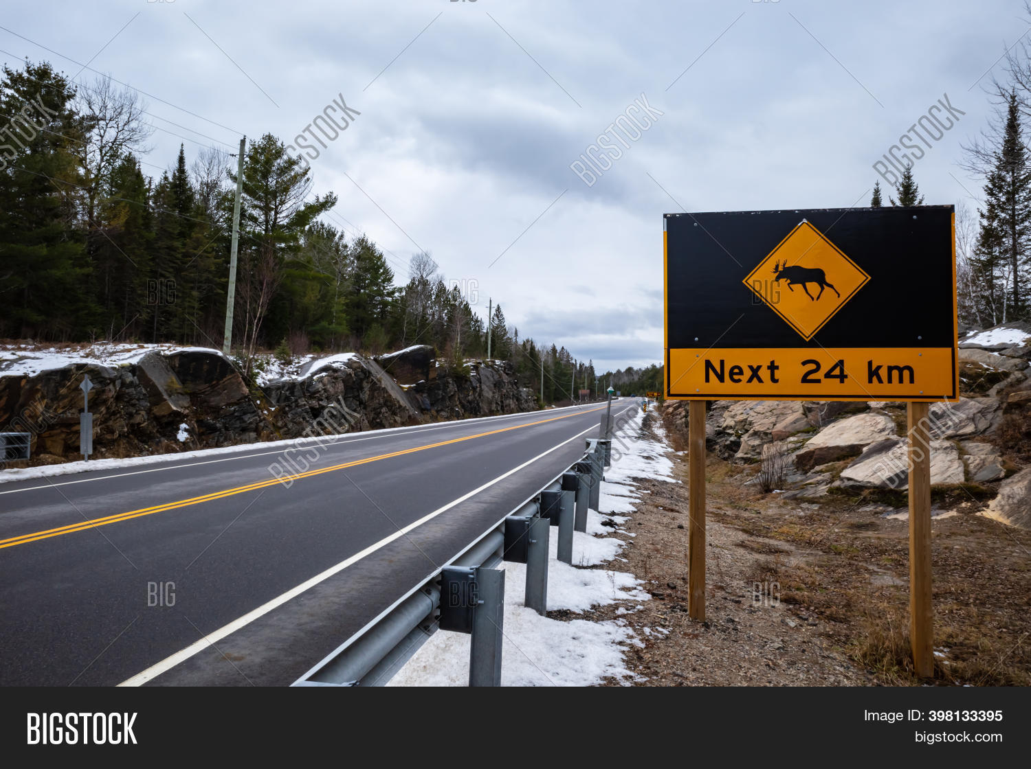 Large Moose Crossing Image & Photo (Free Trial) | Bigstock