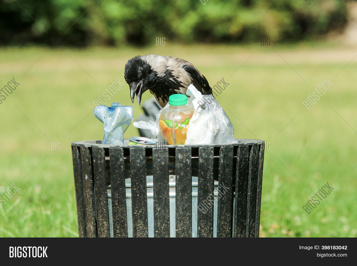 Picture Hungry Crow Image & Photo (Free Trial) | Bigstock