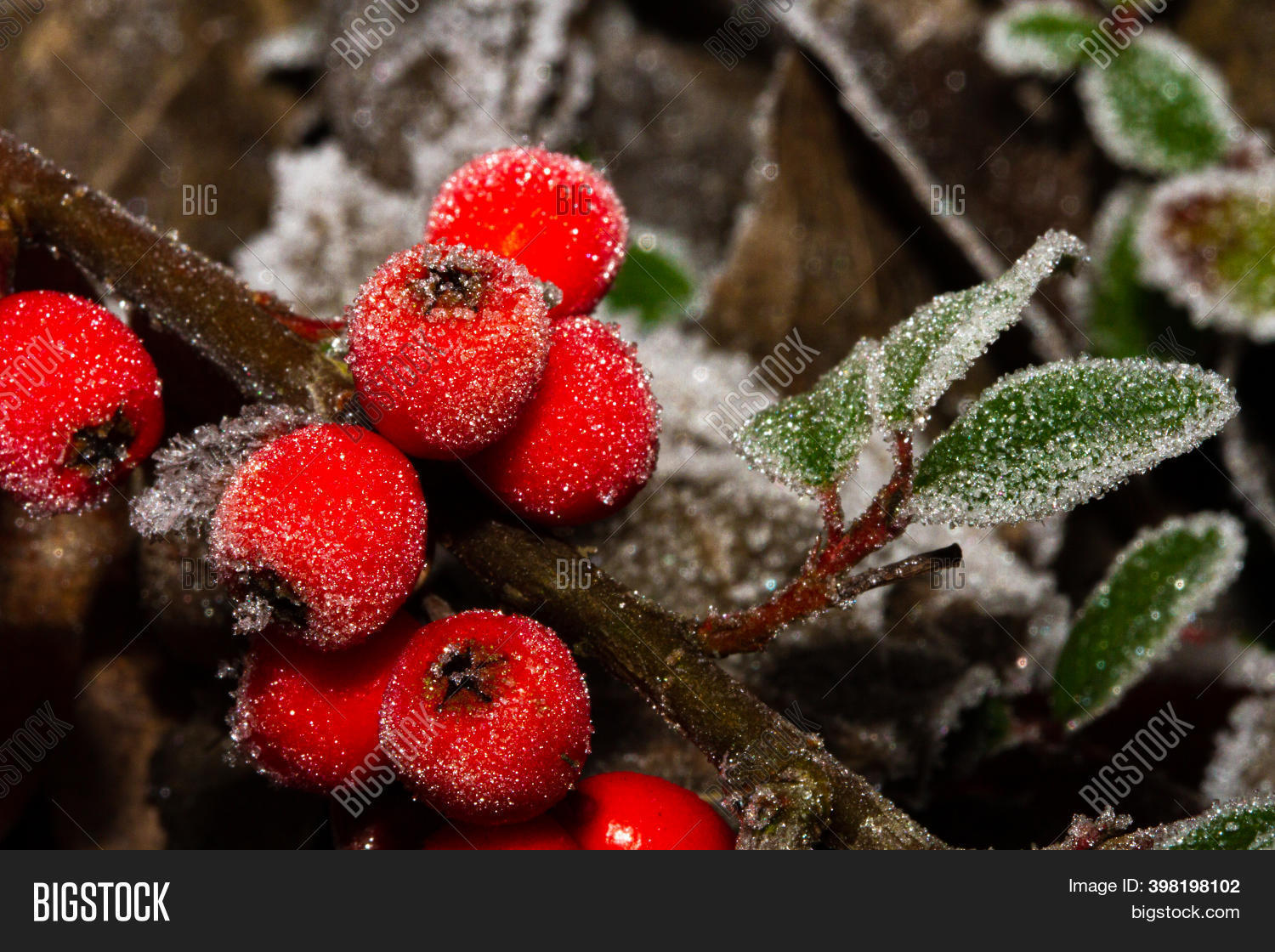 Winter Holly Berrie. Image & Photo (Free Trial) | Bigstock