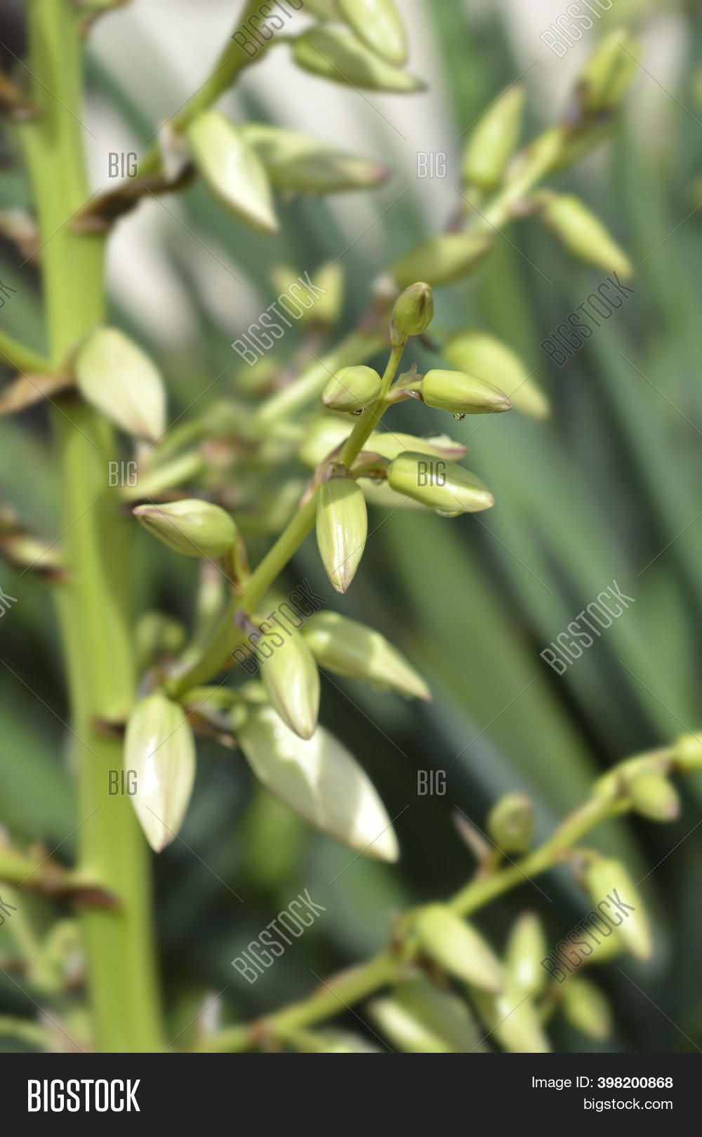 Spanish Dagger Flower Image & Photo (Free Trial) | Bigstock