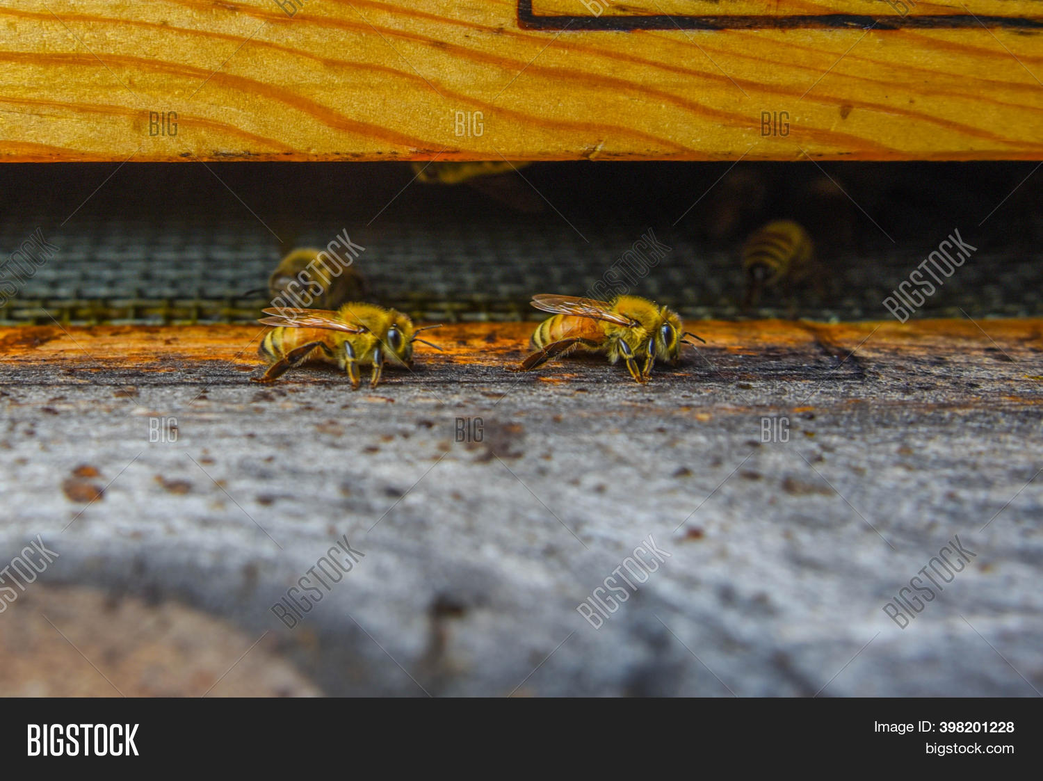 Bees Front Hive Image & Photo (Free Trial) | Bigstock