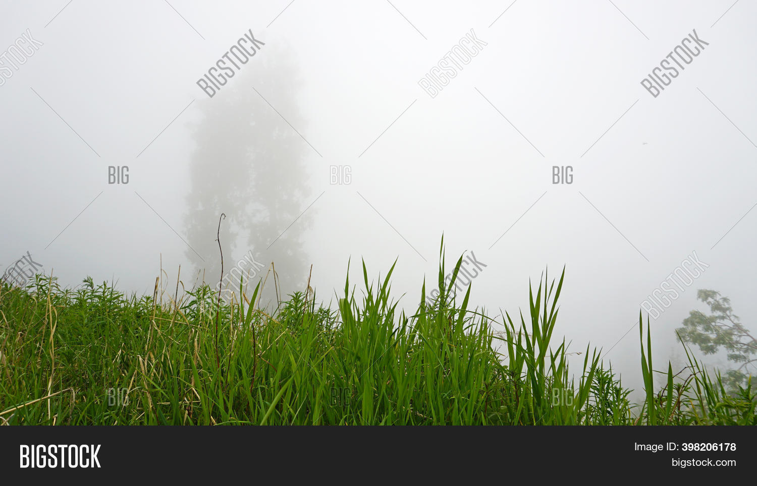 Heavy Fog Covered Image & Photo (Free Trial) | Bigstock