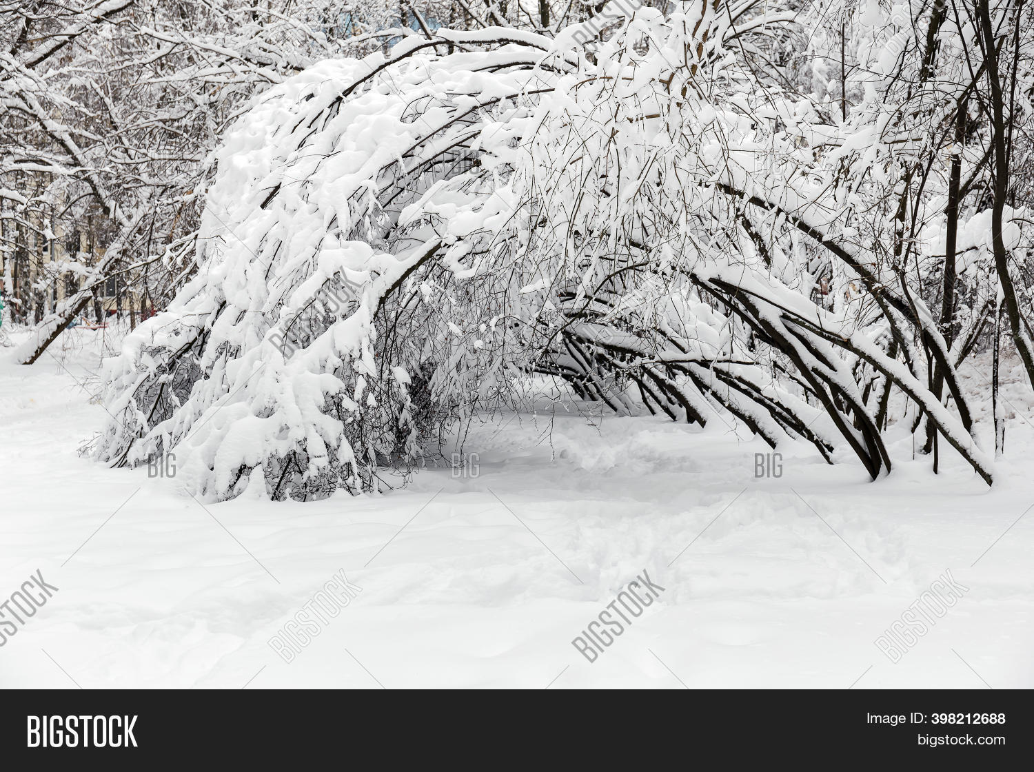 Trees Bending Under Image & Photo (Free Trial) | Bigstock