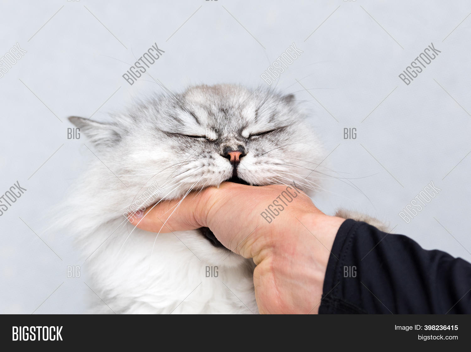 Grumpy Persian Cat