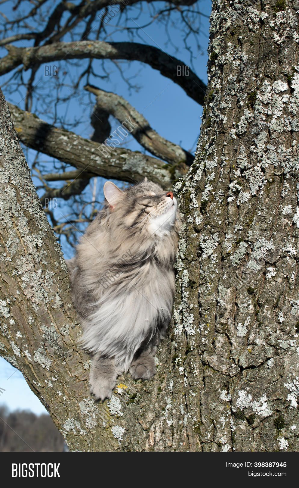 Portrait Cat Sitting Image & Photo (Free Trial) | Bigstock