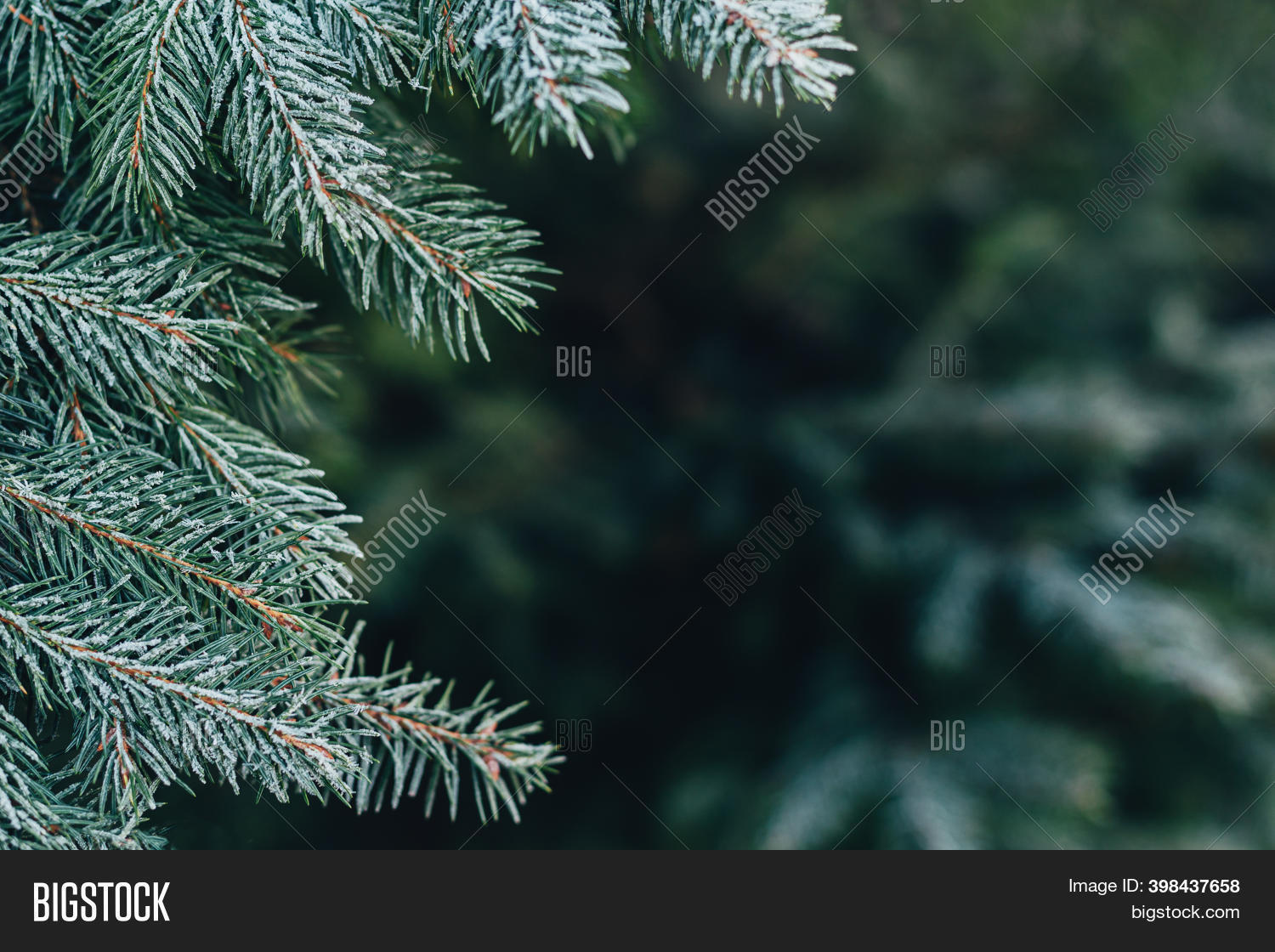 Fluffy Branches Fir- Image & Photo (Free Trial) | Bigstock