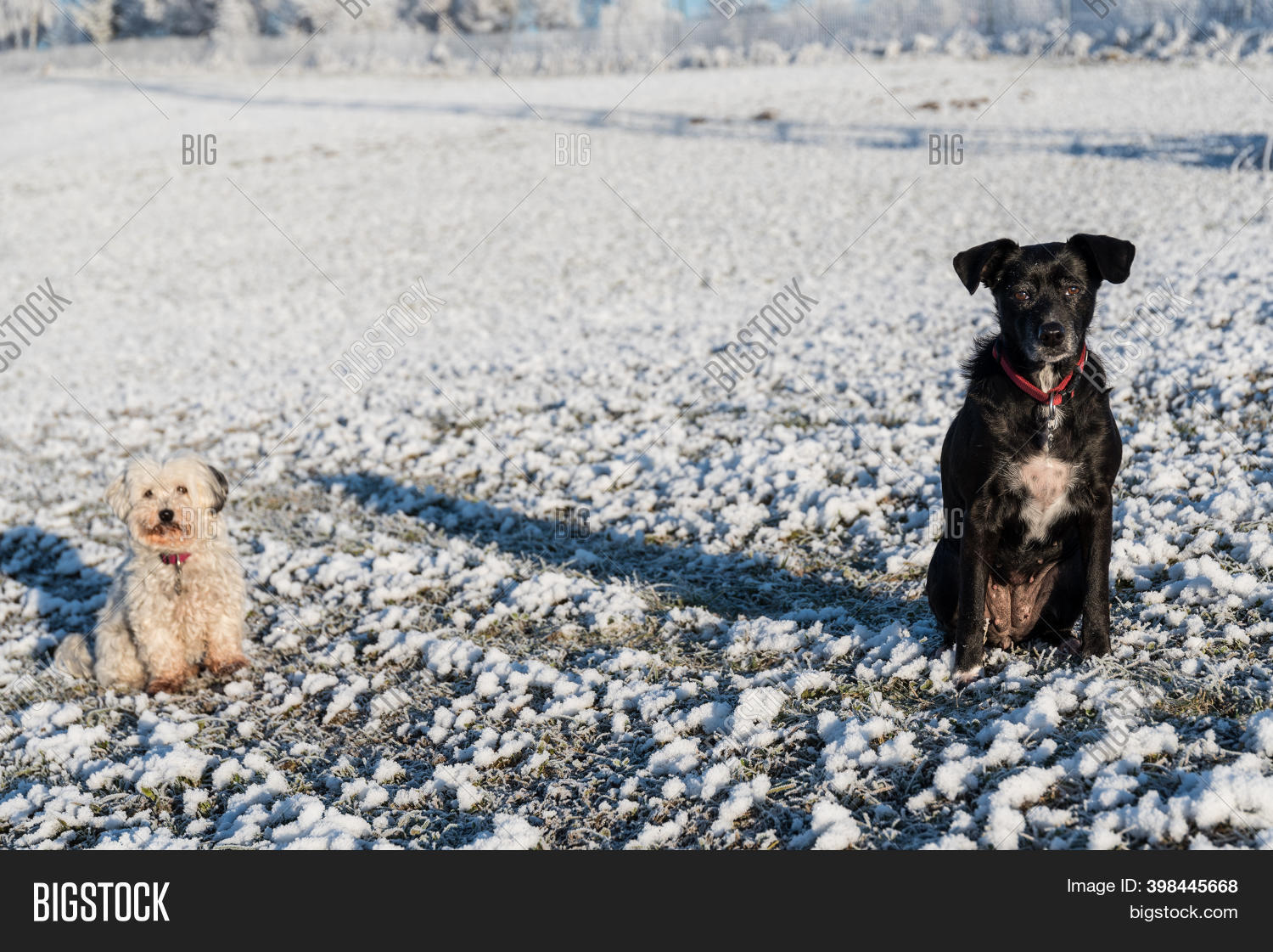 Two Dogs Sitting Image & Photo (Free Trial) | Bigstock