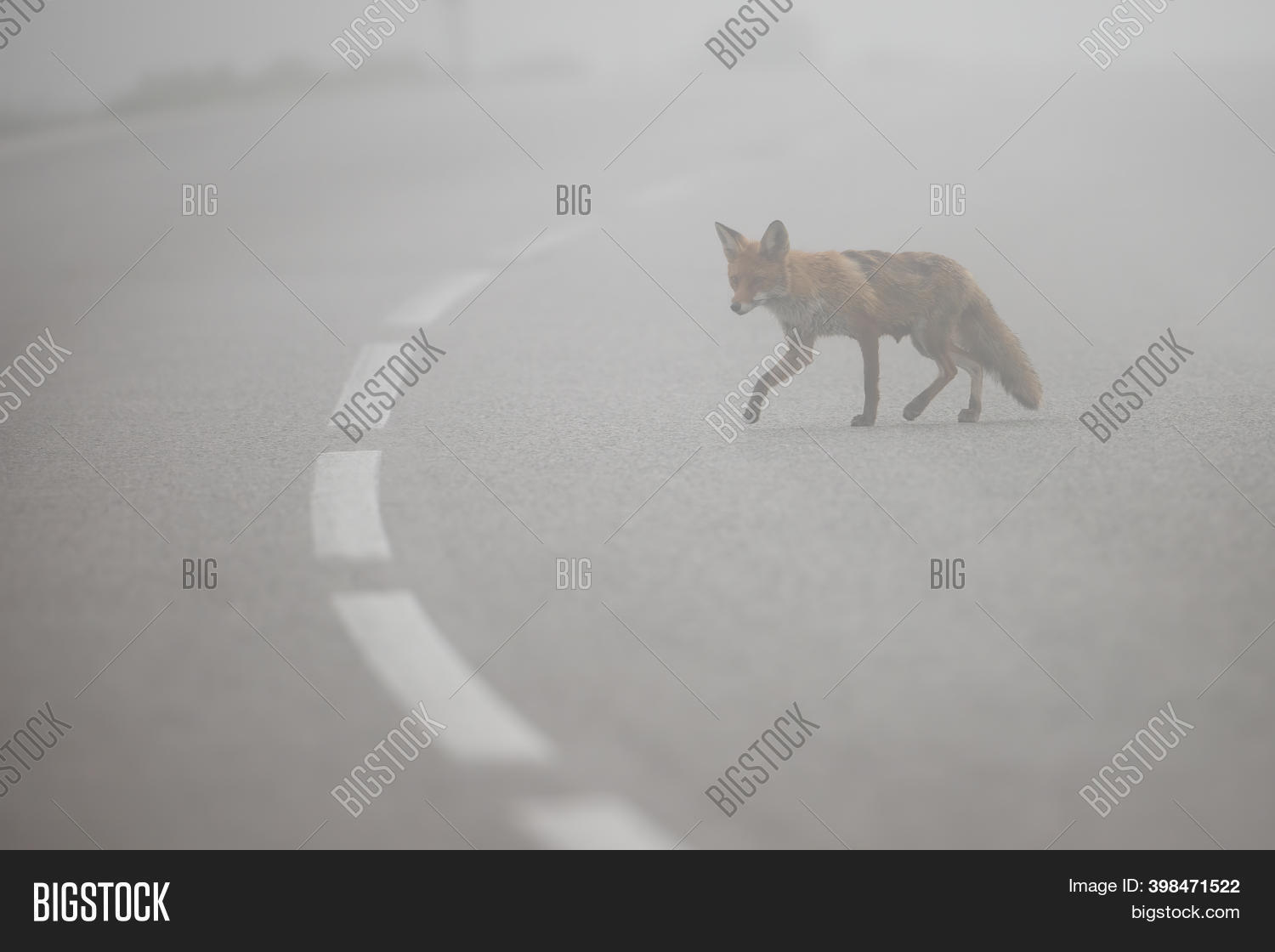 Red Fox Crossing Image & Photo (Free Trial) | Bigstock