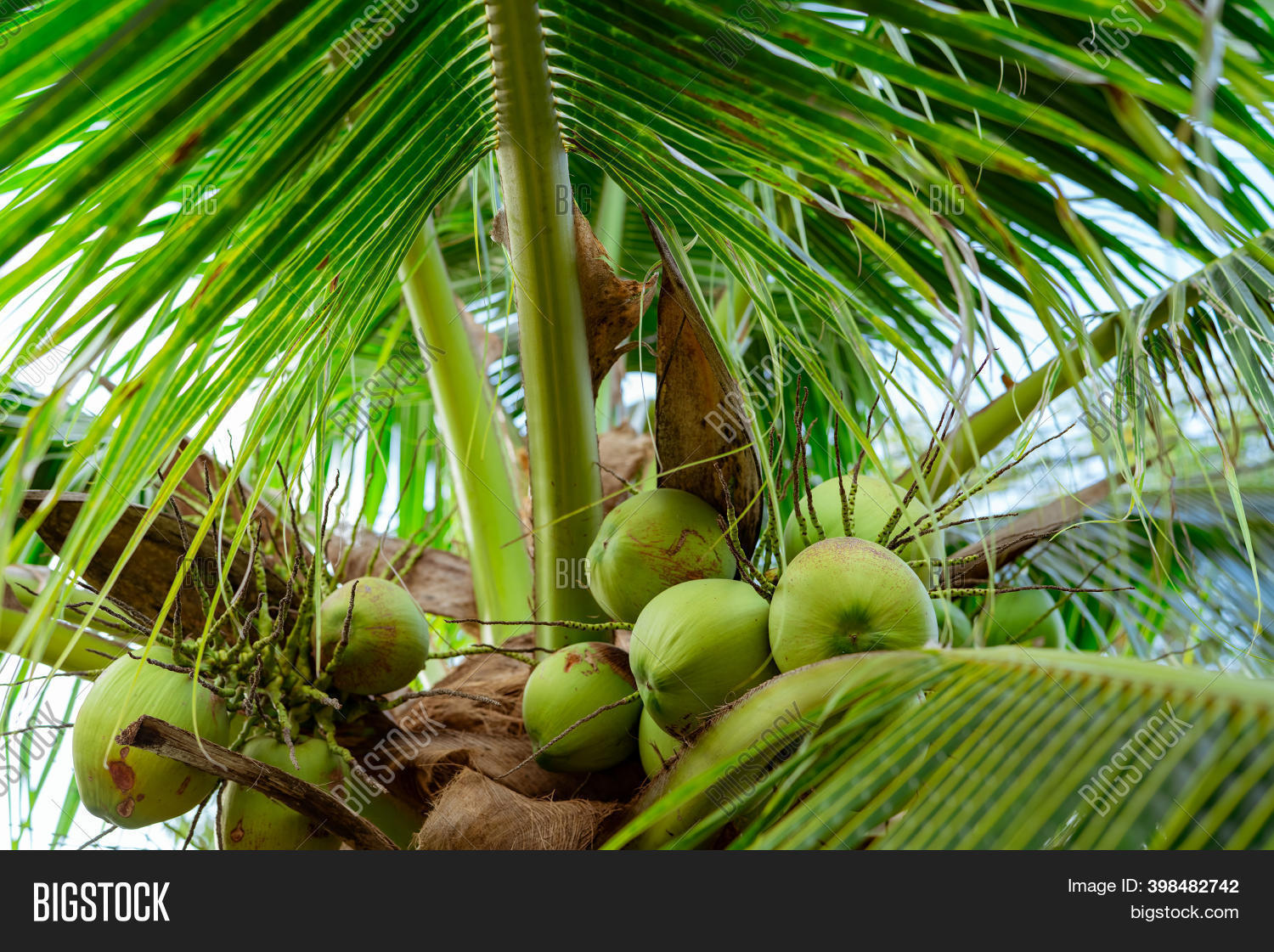 Bunch Coconut On Image & Photo (Free Trial) | Bigstock