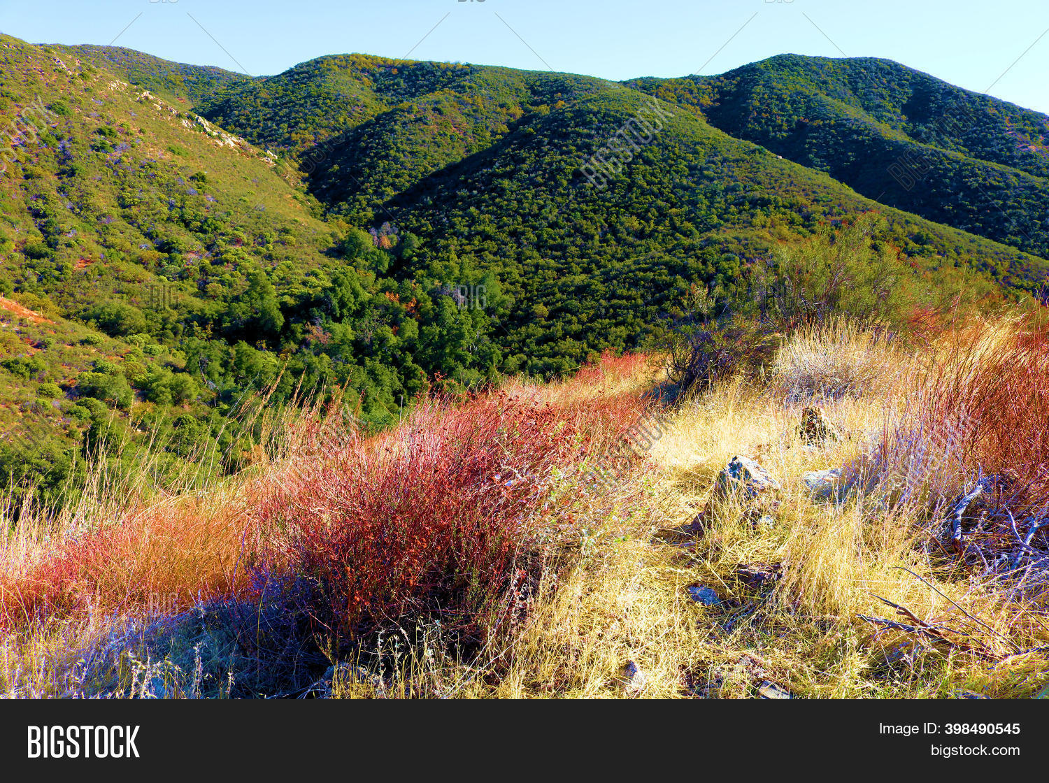 Chaparral Plants On Image & Photo (Free Trial) | Bigstock