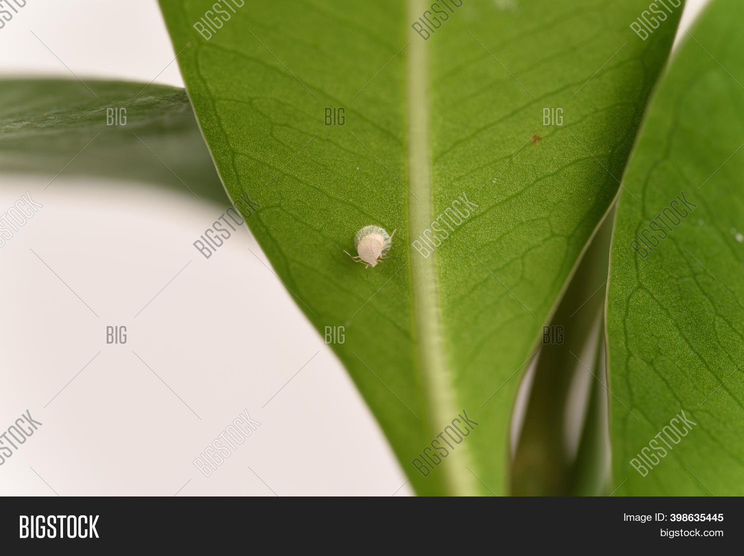 Insect Skin Larva On Image & Photo (Free Trial) | Bigstock