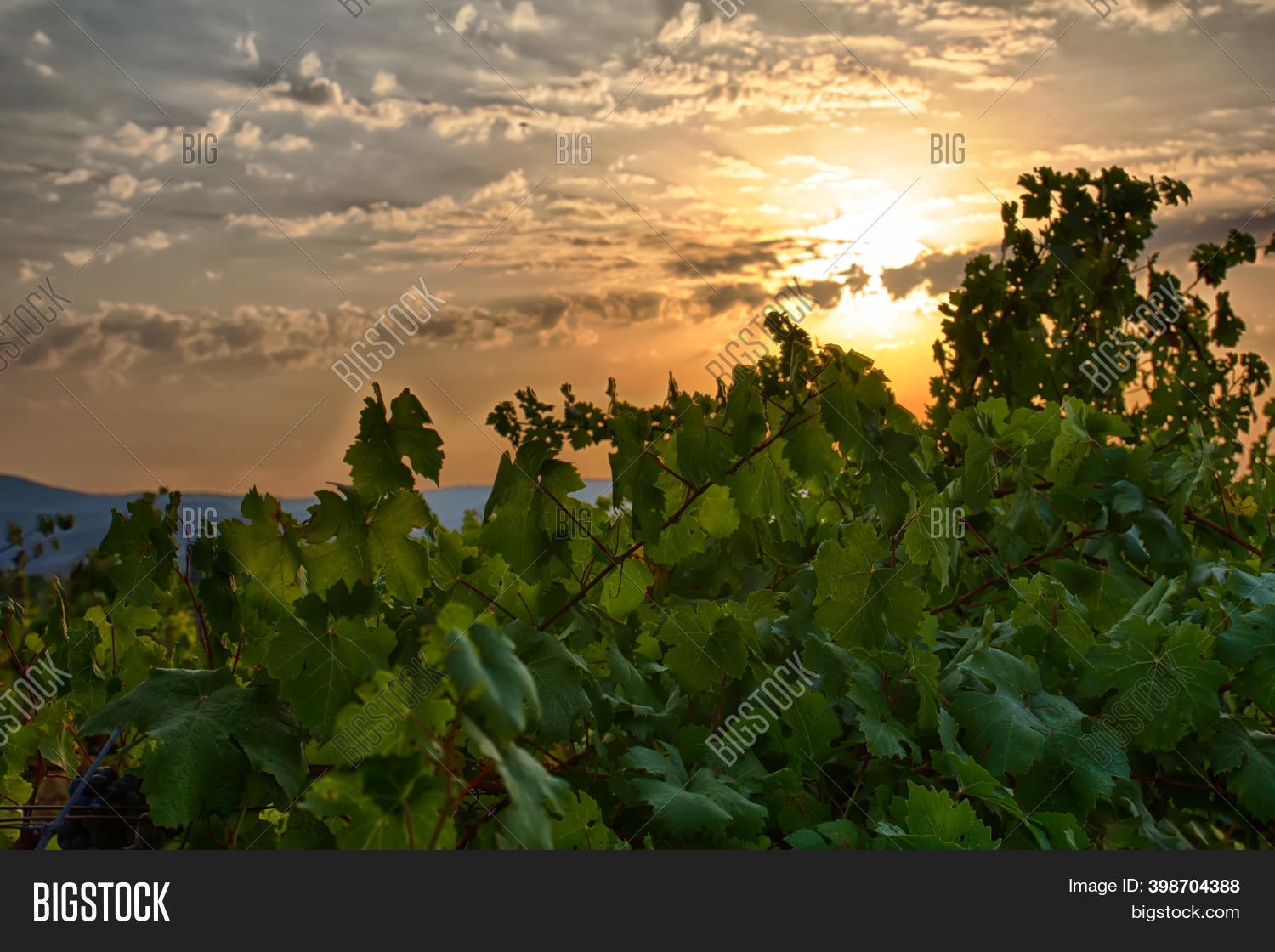 Beautiful Vineyard Image & Photo (Free Trial) | Bigstock