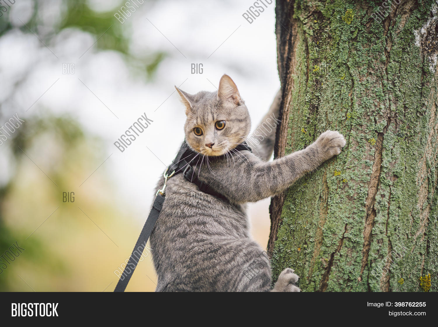 Male Cat Domestic Gray Image & Photo (Free Trial) | Bigstock