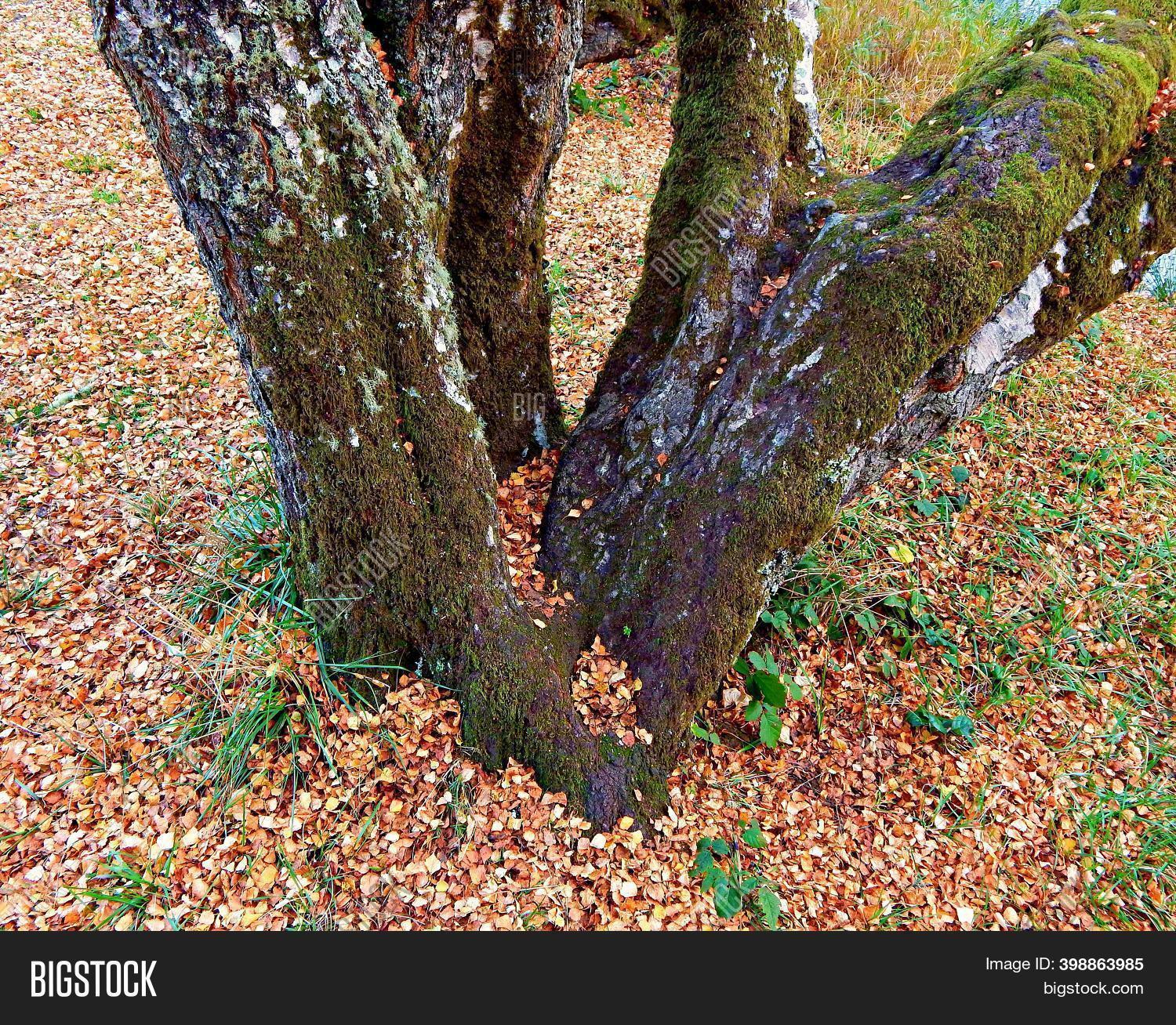 Multi Trunk Tree - Image & Photo (Free Trial) | Bigstock