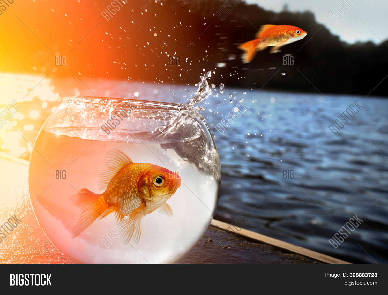 Goldfish Jumping Out Image & Photo (Free Trial) | Bigstock