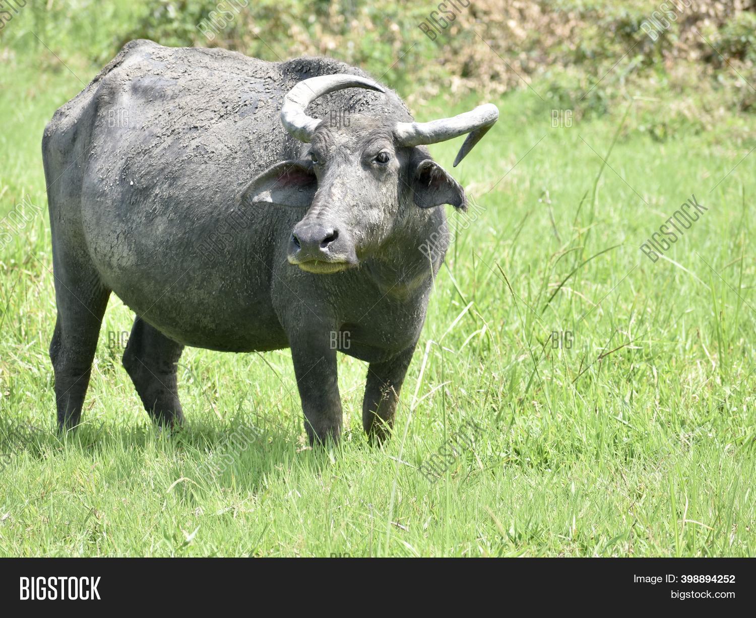Large Water Buffalo Image & Photo (Free Trial) | Bigstock
