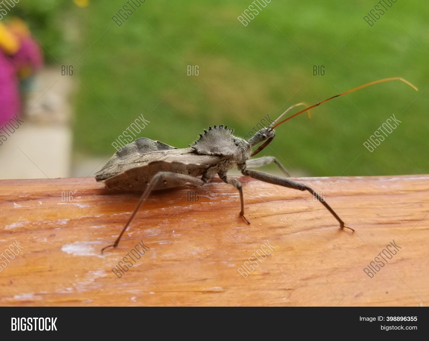 Wheel Bug , Largest Image & Photo (Free Trial) | Bigstock