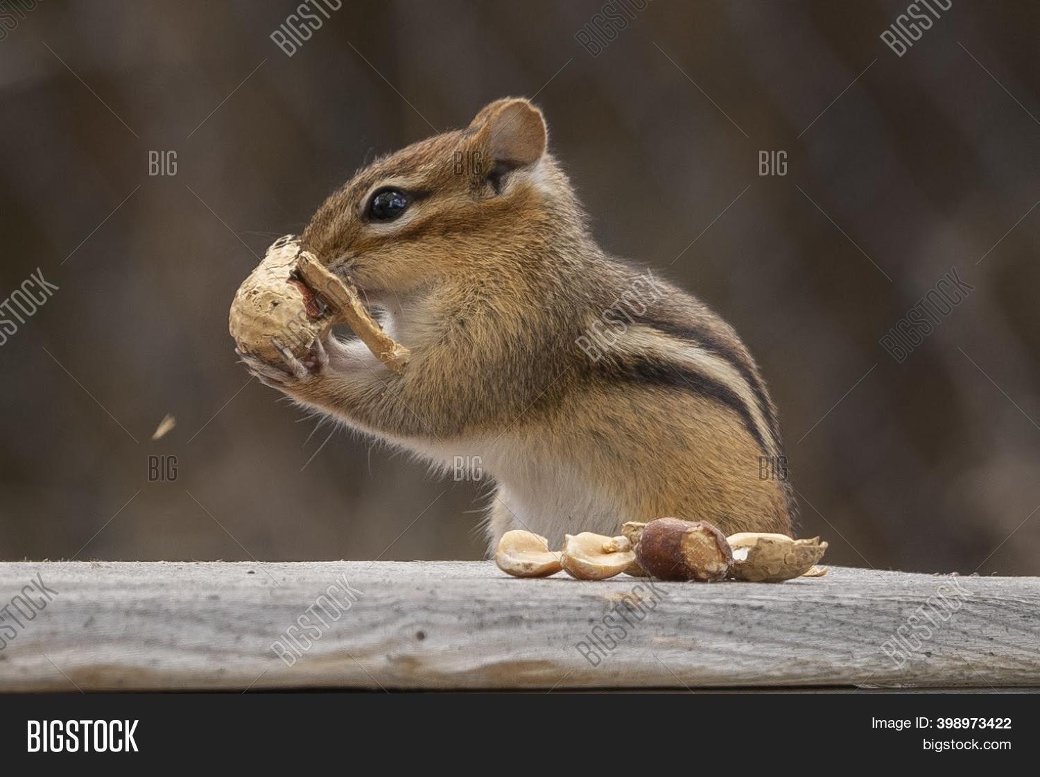 Chipmunk Removing Image & Photo (Free Trial) | Bigstock