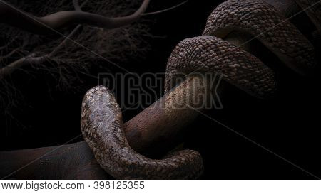King Cobra Snake Coil Image & Photo (Free Trial) | Bigstock