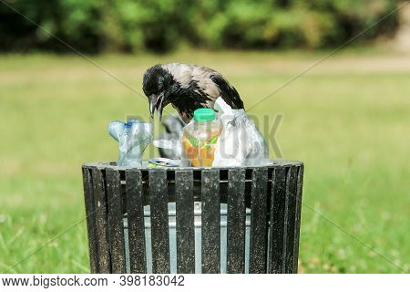 Picture Hungry Crow Image & Photo (Free Trial) | Bigstock
