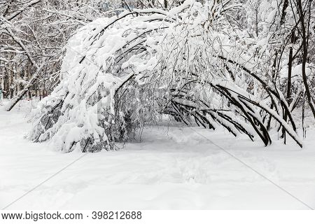 Trees Bending Under Image & Photo (Free Trial) | Bigstock