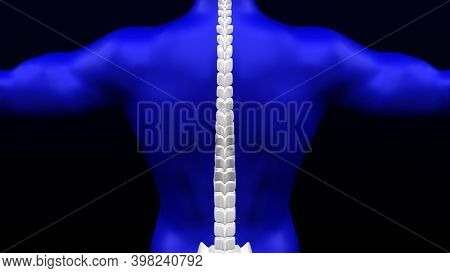 Backbone Images, Illustrations & Vectors (Free) - Bigstock