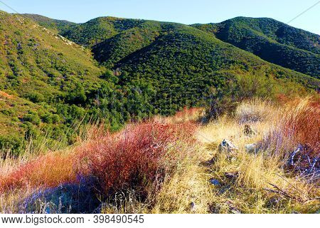 Chaparral Plants On Image & Photo (Free Trial) | Bigstock
