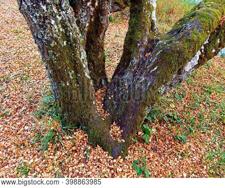 Multi Trunk Tree - Image & Photo (Free Trial) | Bigstock
