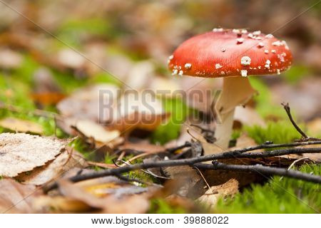 Red Fly Image & Photo (Free Trial) | Bigstock