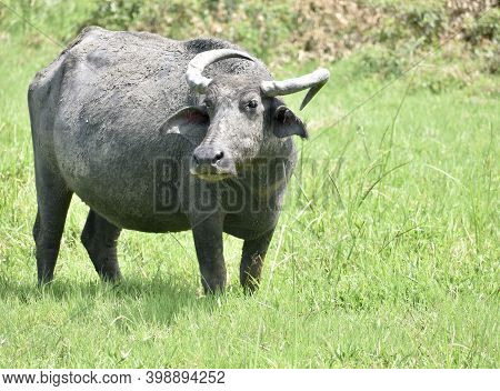 Large Water Buffalo Image & Photo (Free Trial) | Bigstock