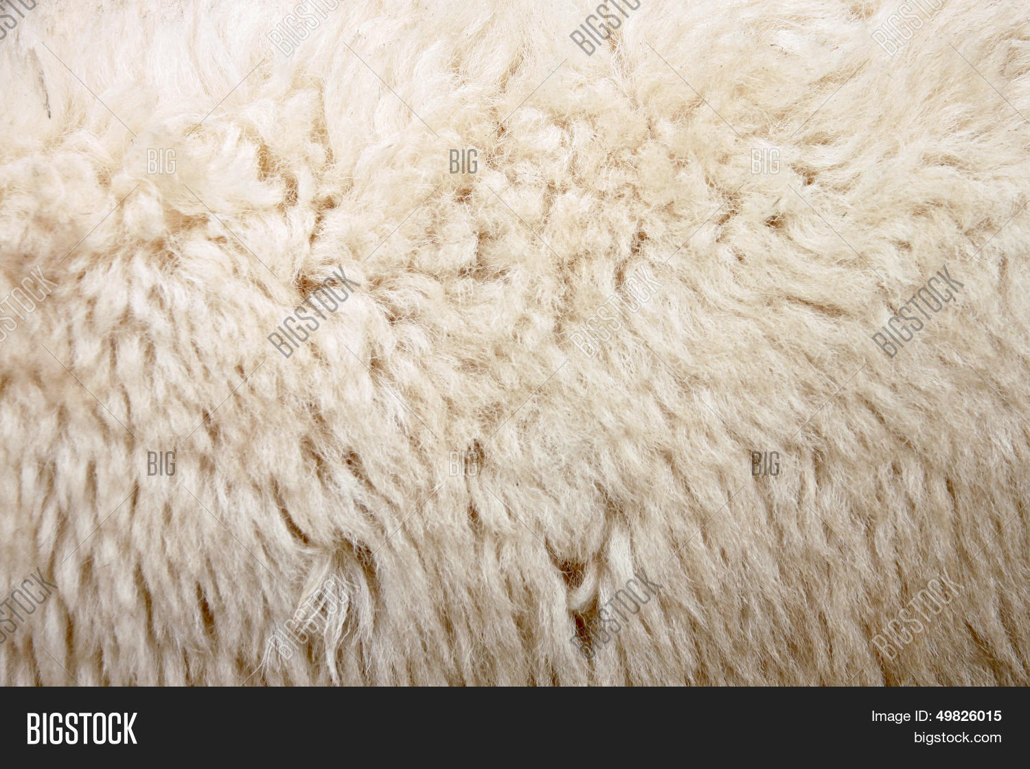 Picture Wool Sheep Image & Photo (Free Trial) | Bigstock