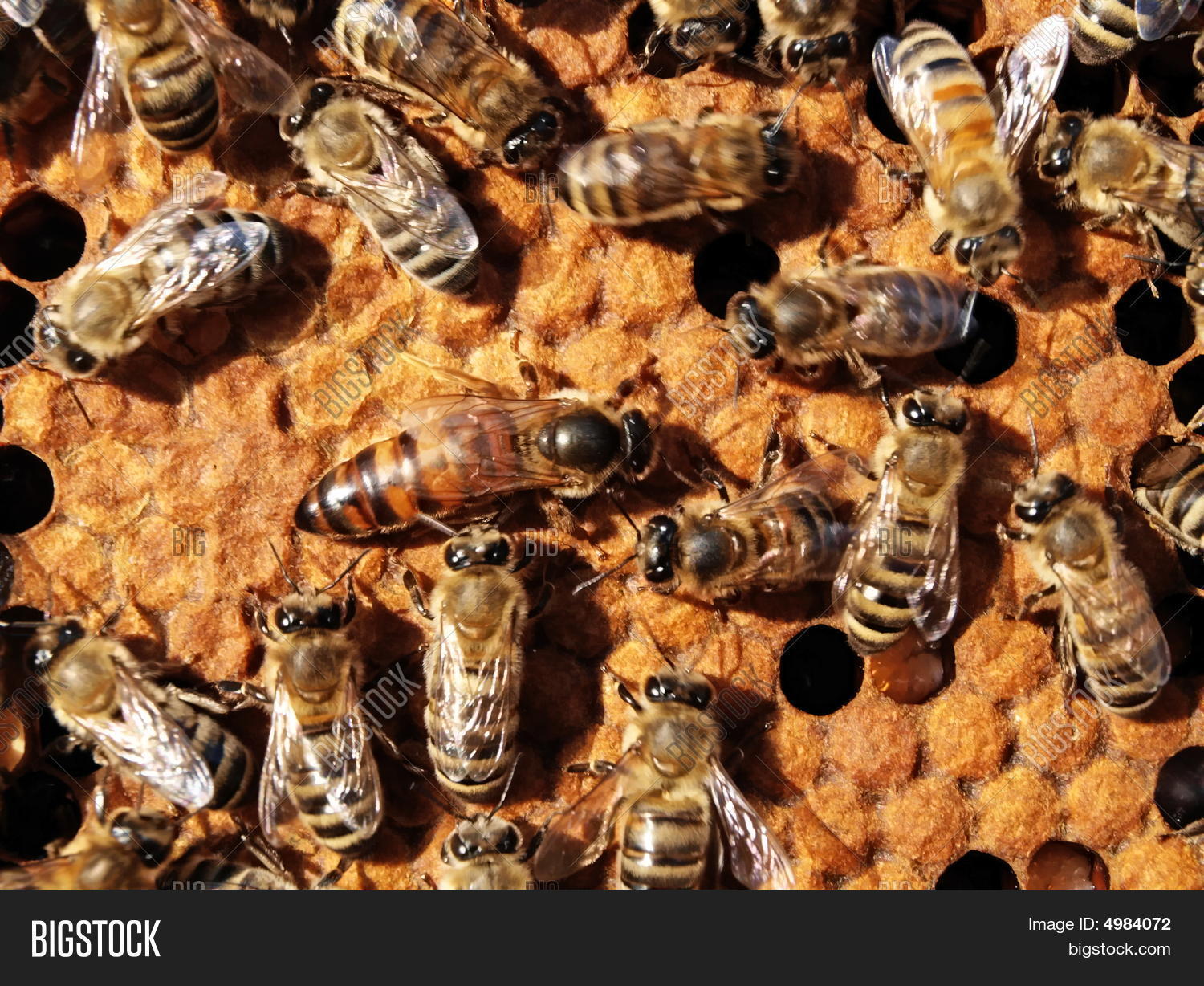Queen Bee Behind Work Image & Photo (Free Trial) | Bigstock