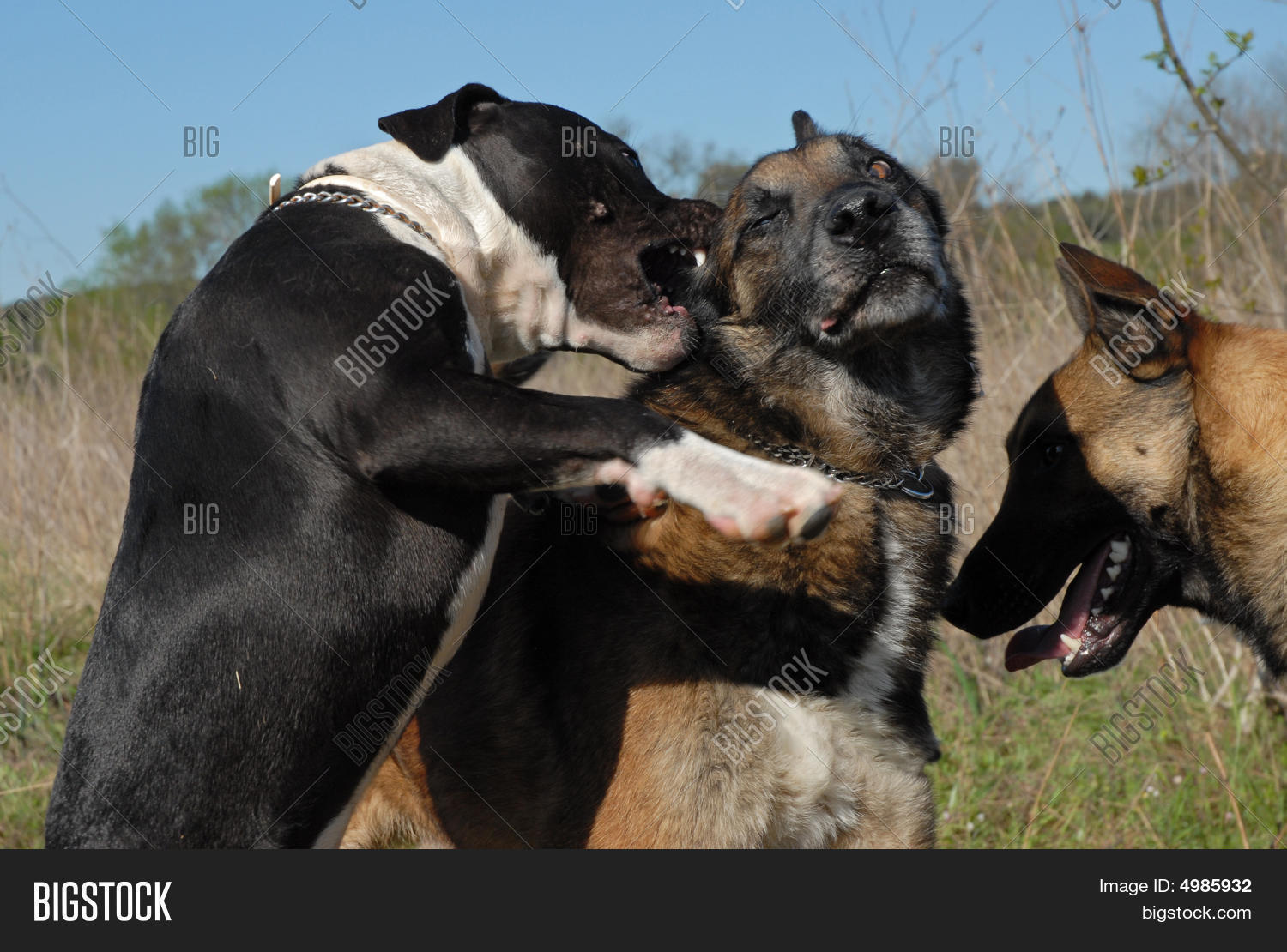 Biting Pit Bull Image & Photo (Free Trial) | Bigstock