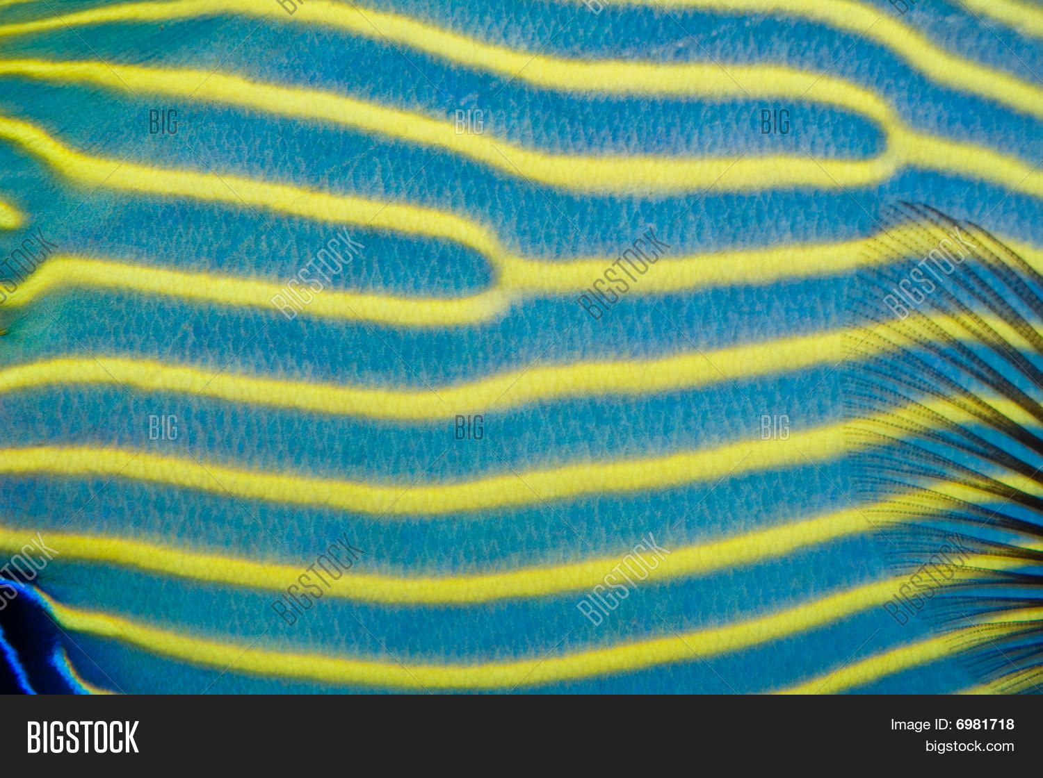 Emperor Angelfish Skin Image & Photo (Free Trial) | Bigstock
