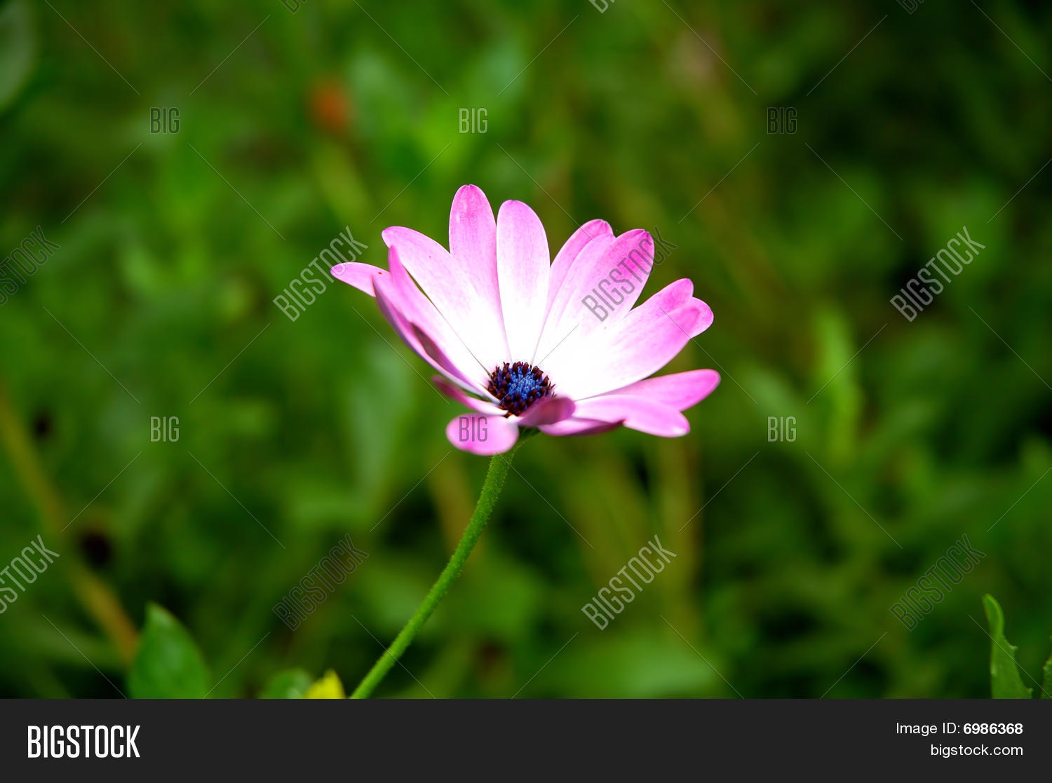 Pink Flower Above Image & Photo (Free Trial) | Bigstock